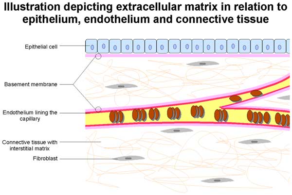 Video About Extra Cellular Matrix with Dr. Marc Gerdisch