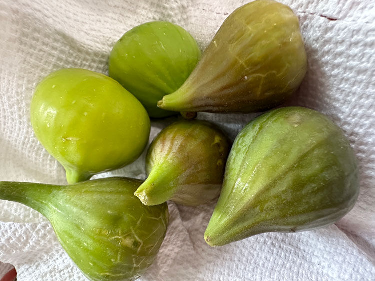 Off-Topic: It’s Summer Harvest Time!