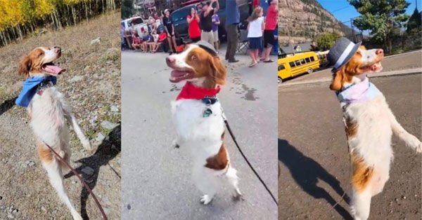 Patient Inspiration: Meet A Dog Who Walks Like A Human